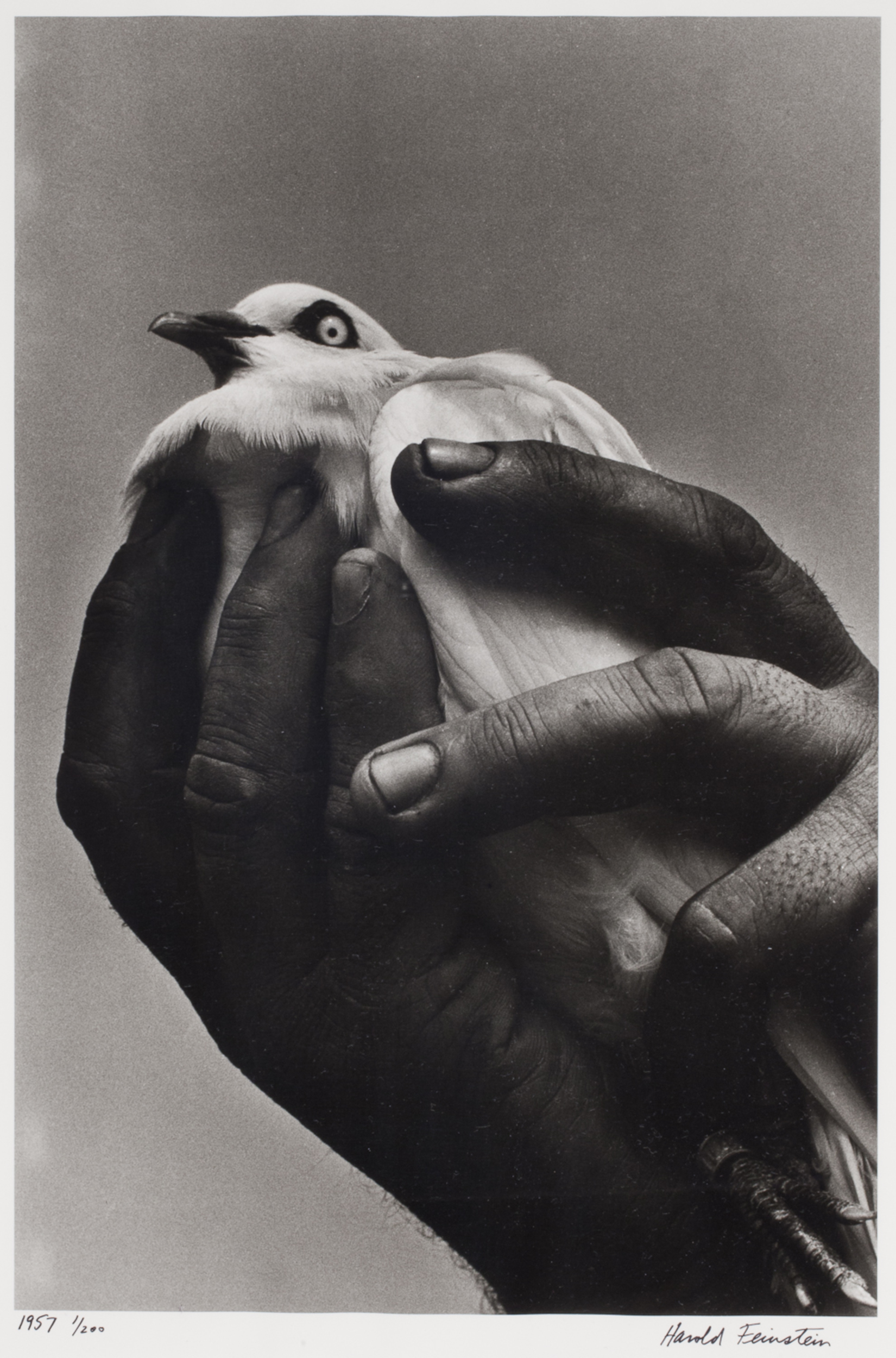 Bird in Hand, Brooklyn, N.Y. | International Center of Photography