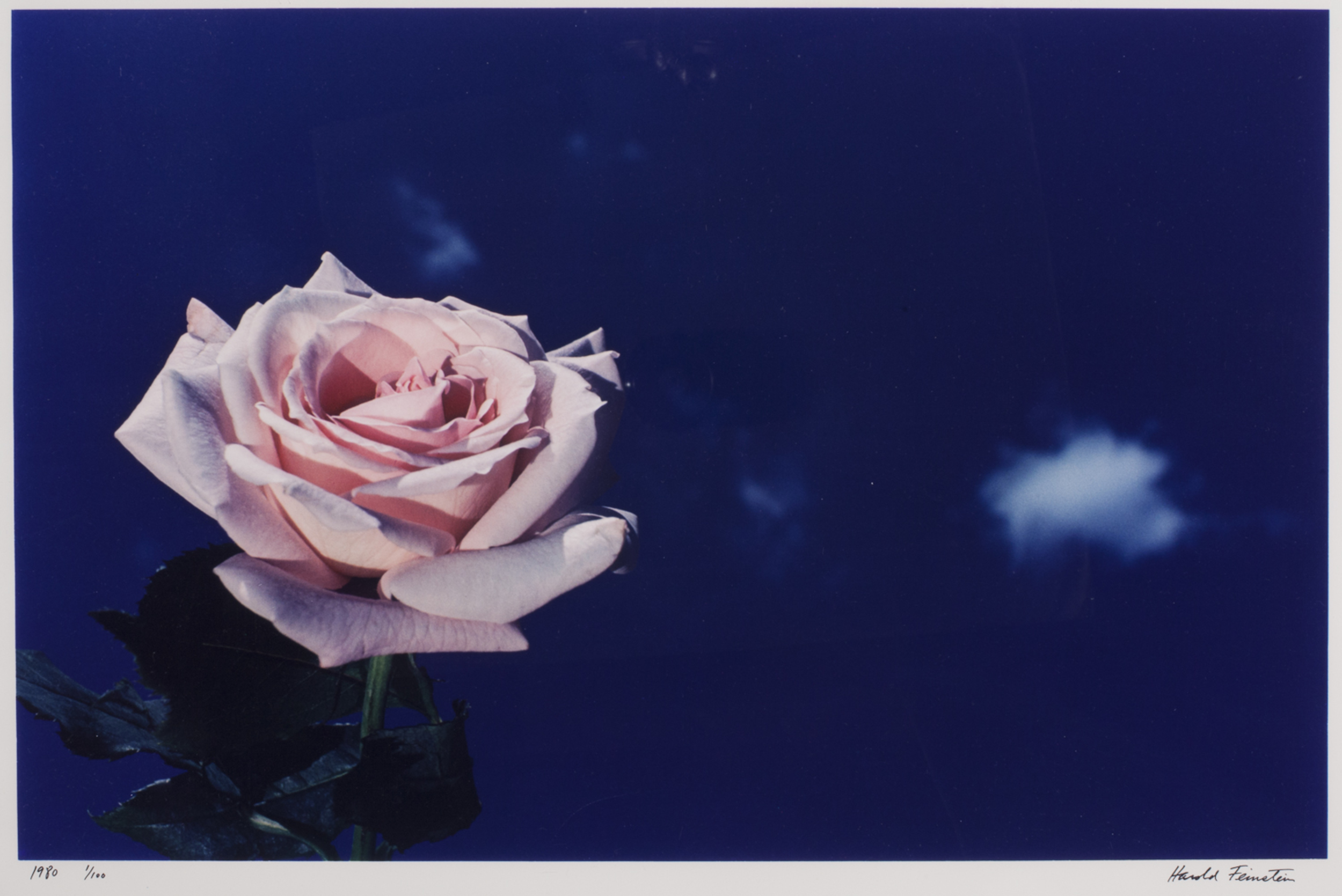 Sterling Silver Rose | International Center of Photography