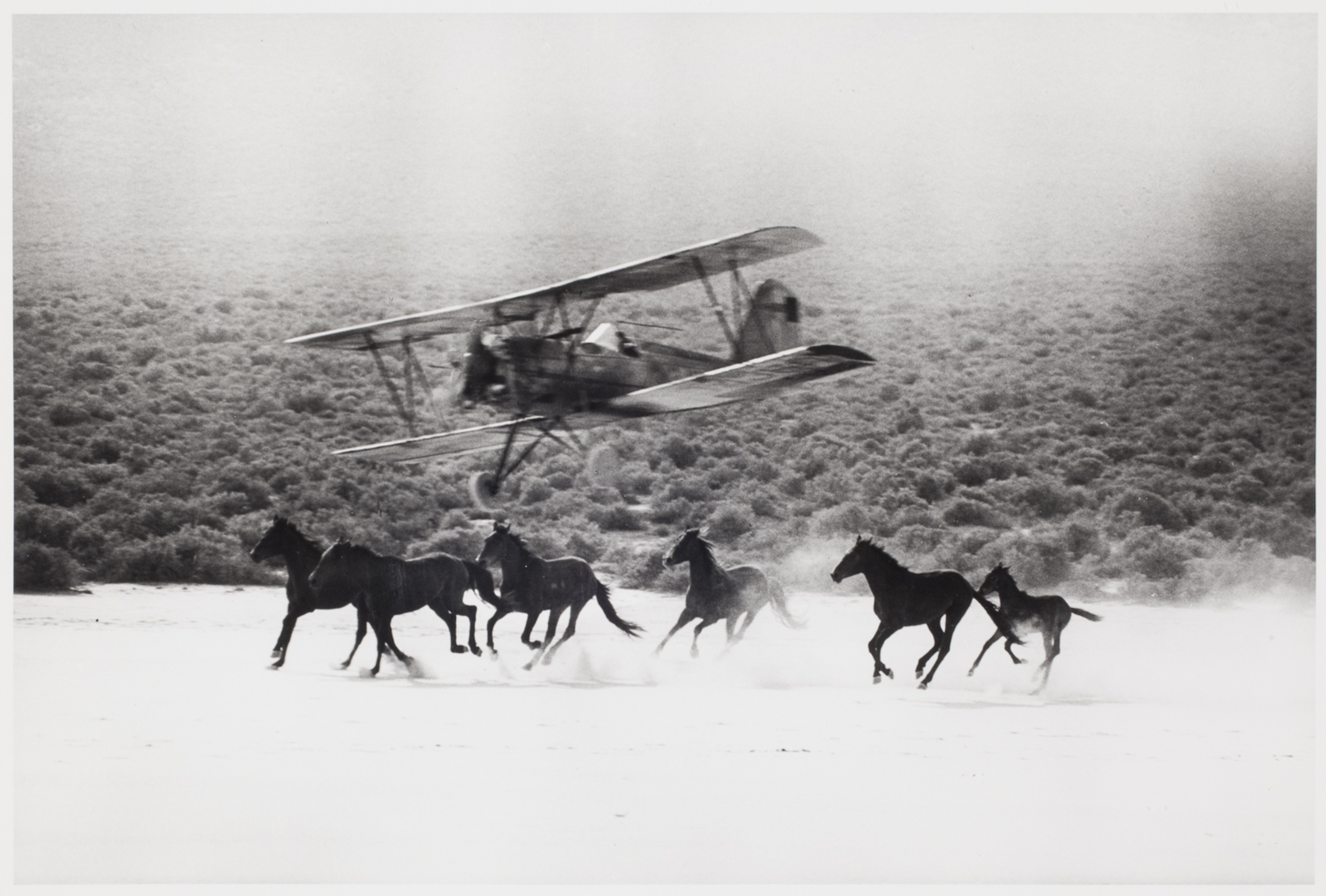 Mustangs being rounded up on the set of The Misfits | International ...
