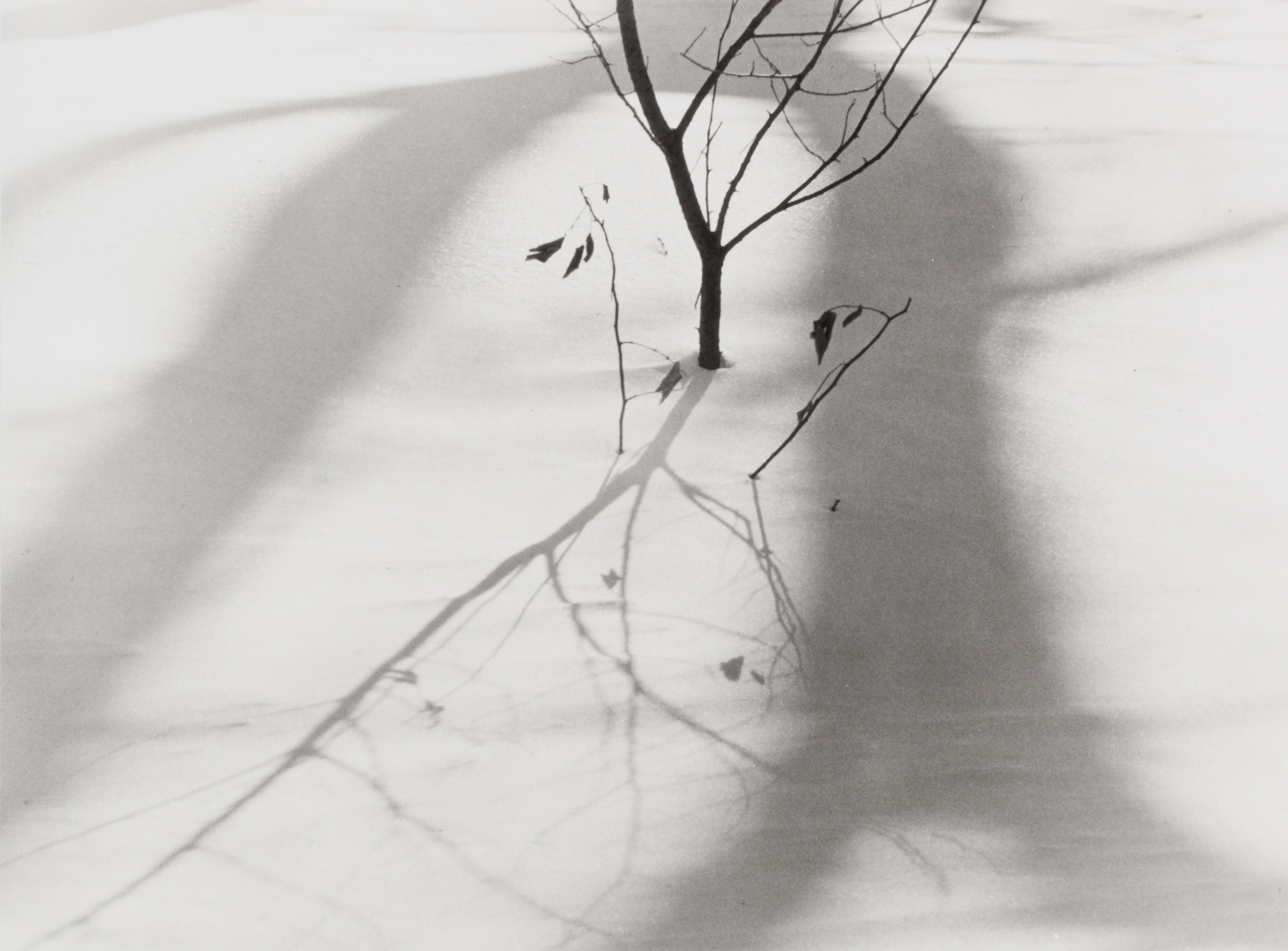 Tree in snow and shadow | International Center of Photography