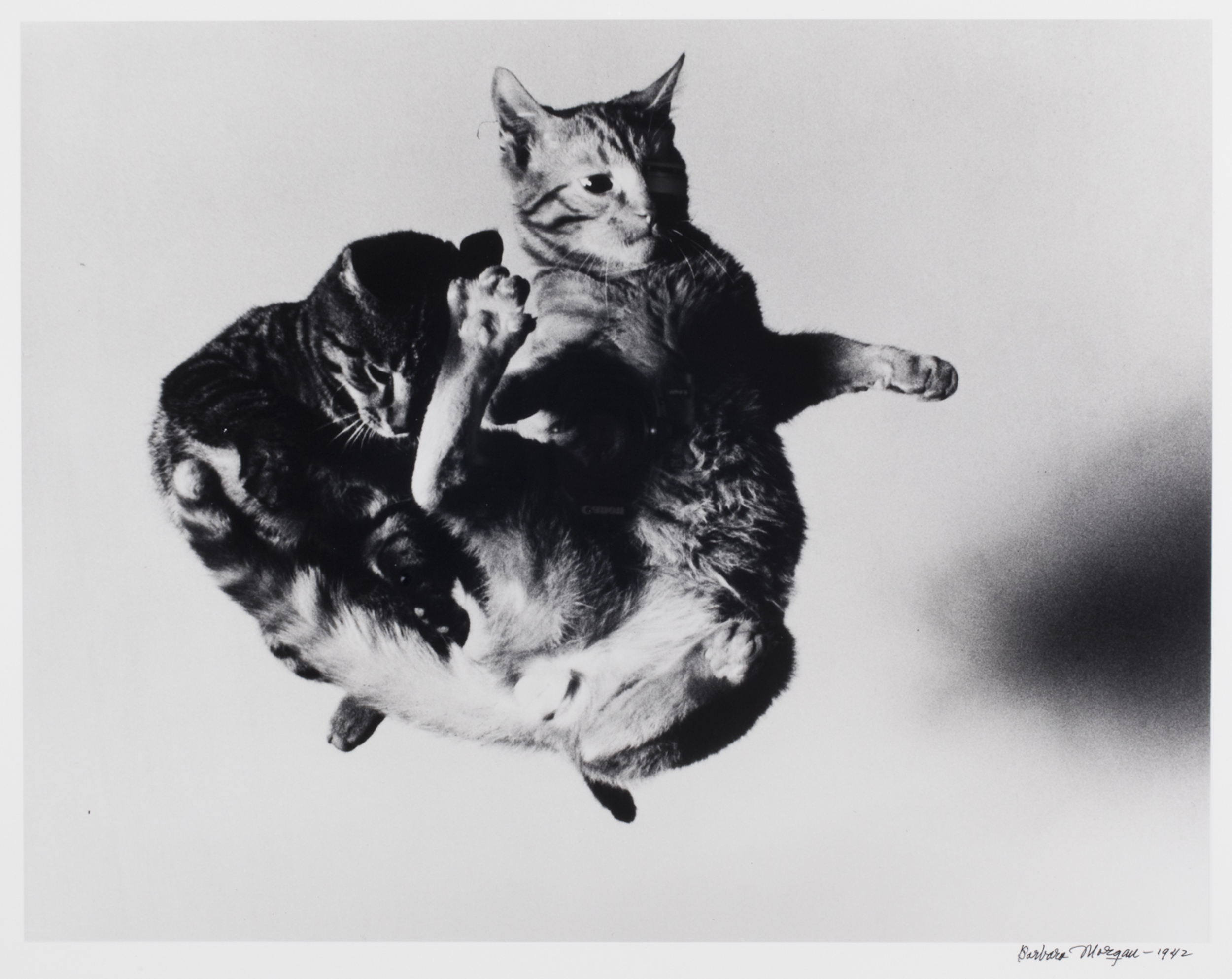 Tossed Cats | International Center of Photography