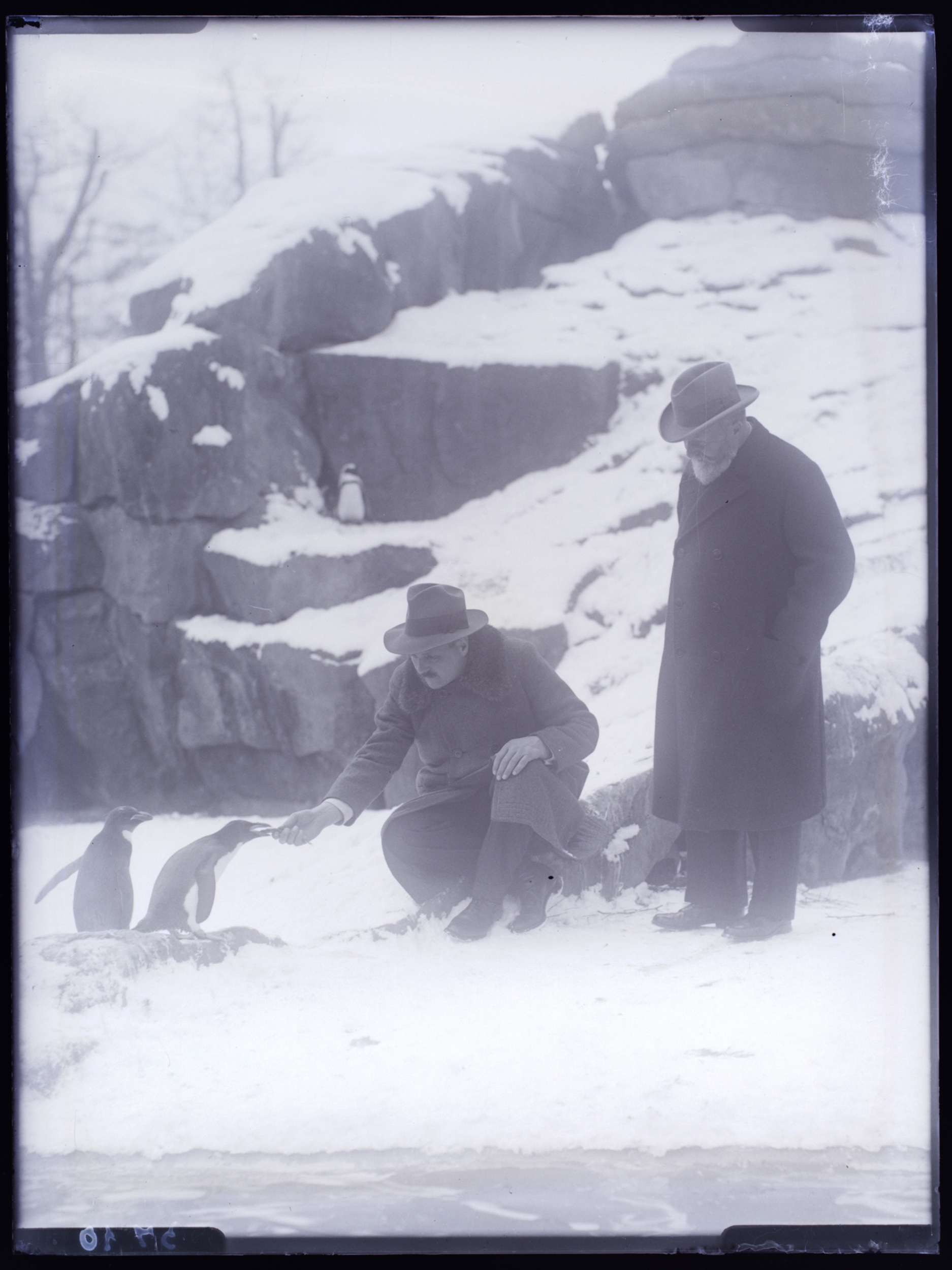 [Two men with penguins] | International Center of Photography