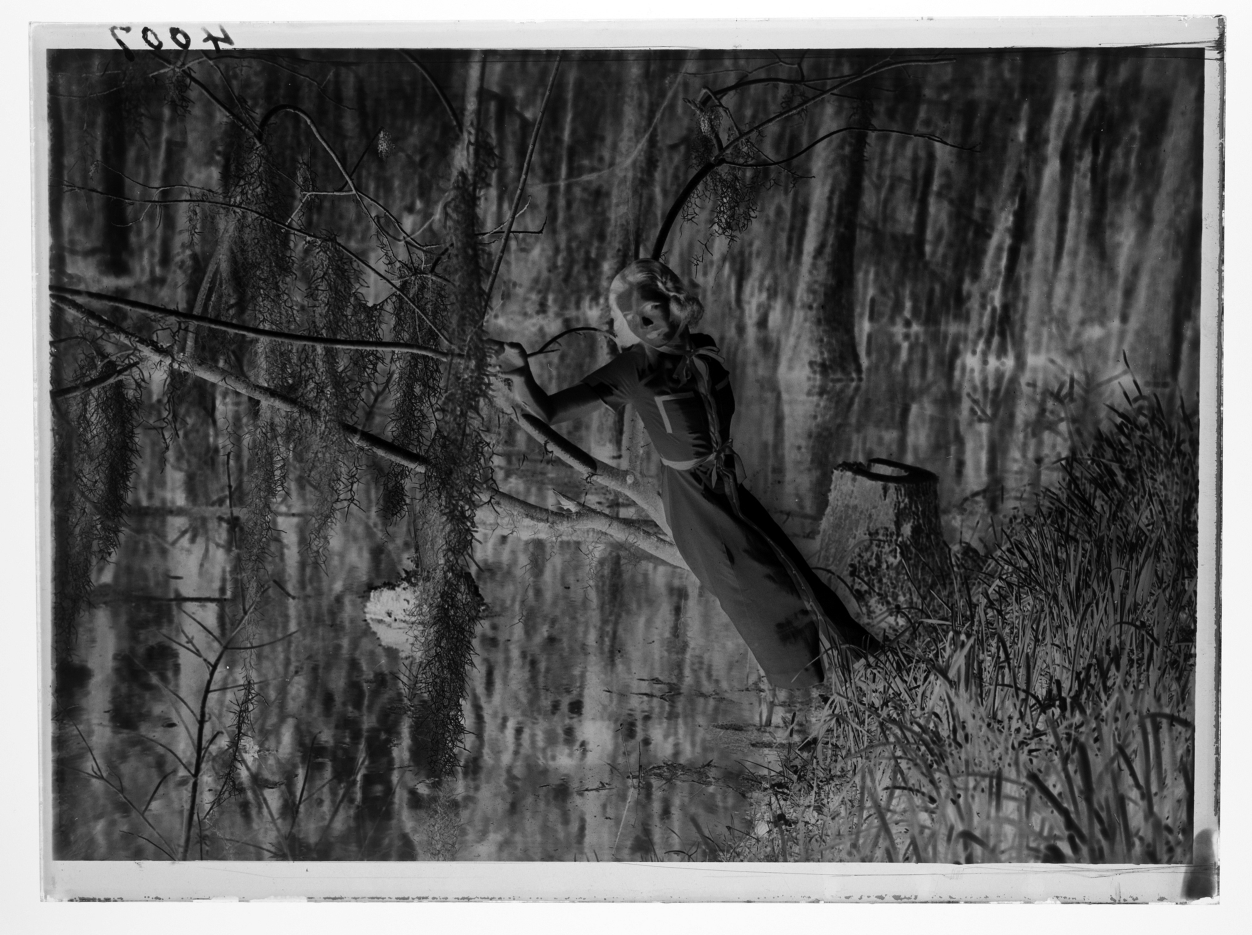 [Woman leaning on tree branches, Cypress Gardens, South Carolina ...