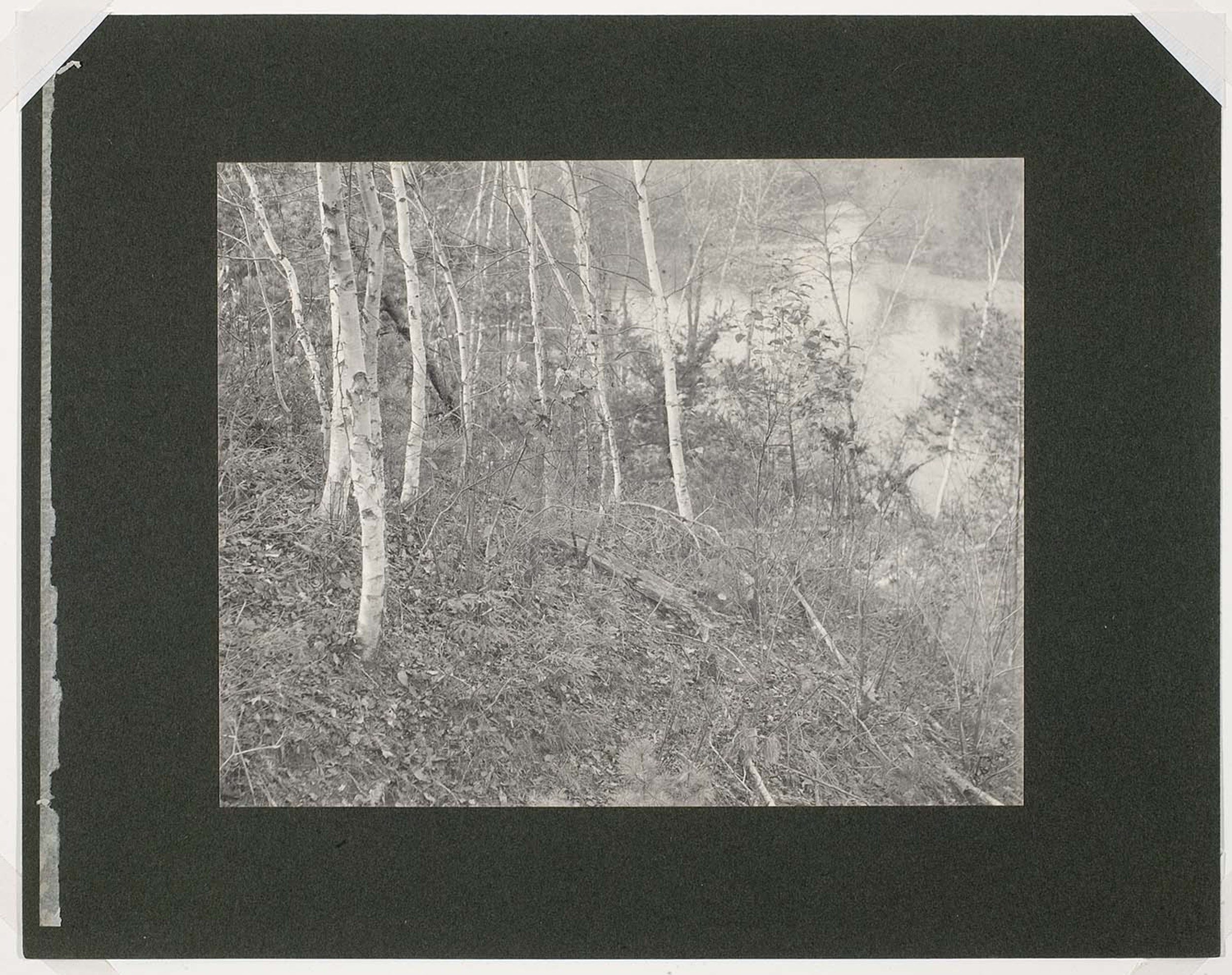 [Birch trees] | International Center of Photography