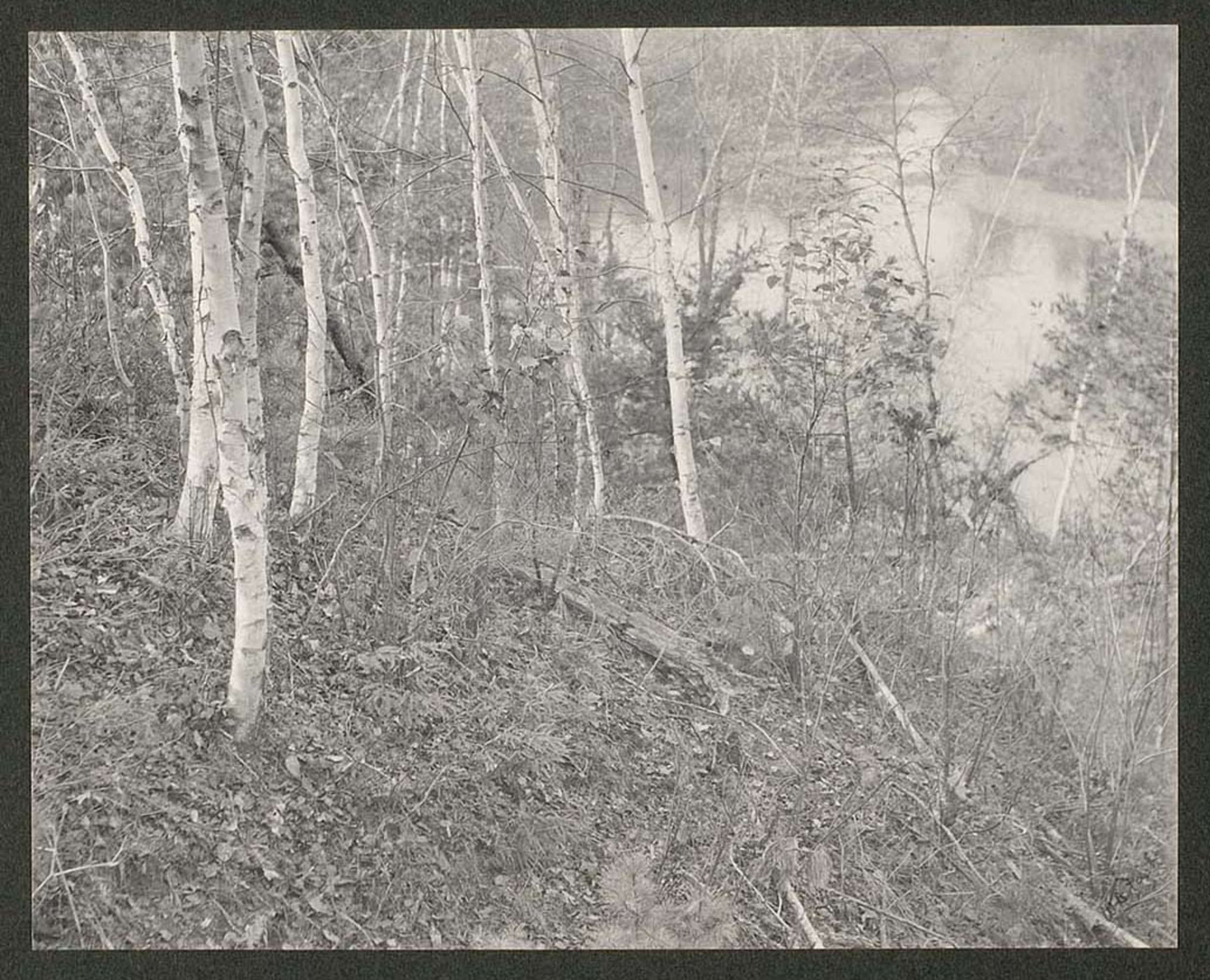 [Birch trees] | International Center of Photography