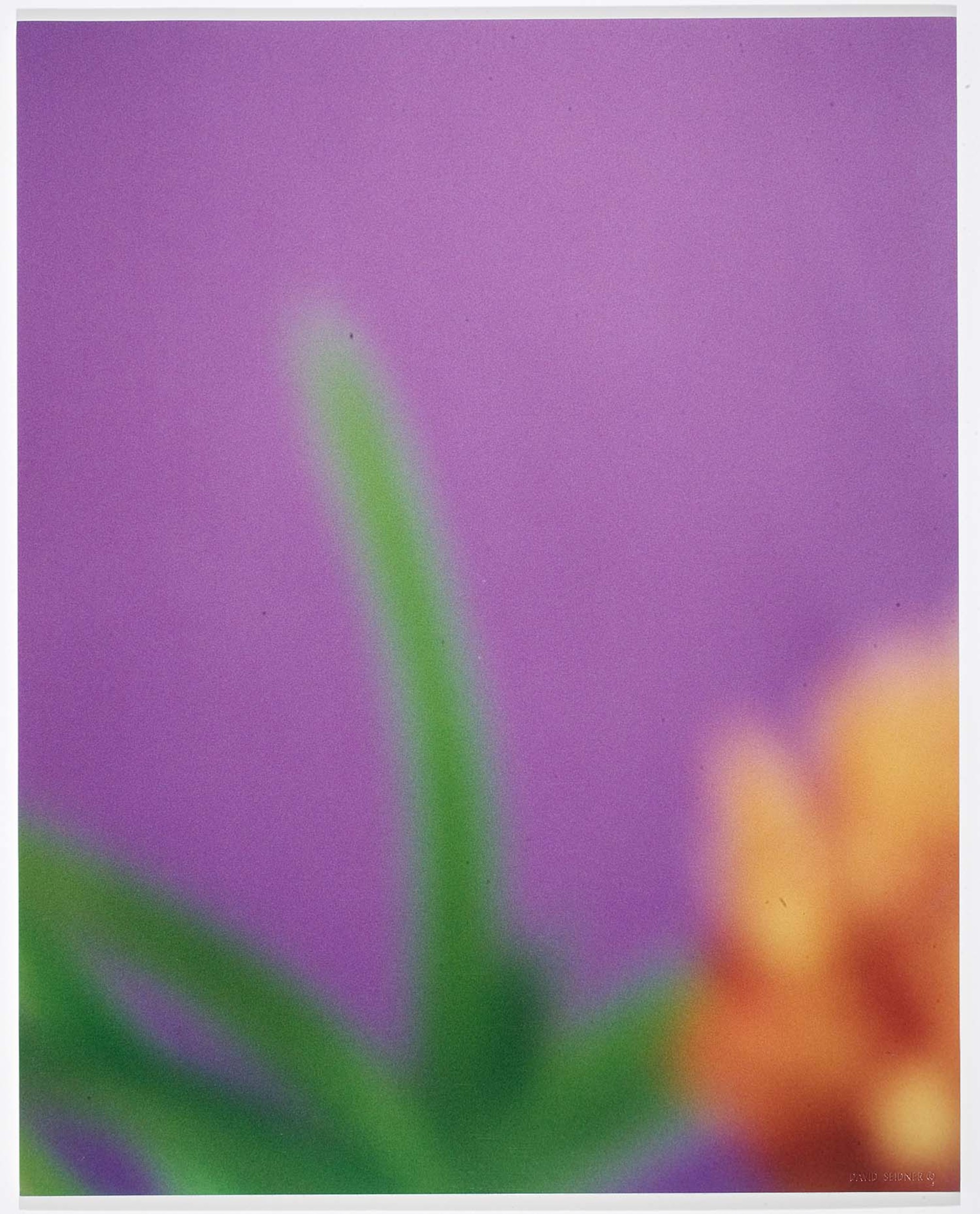 David Seidner Archive, selections | International Center of Photography