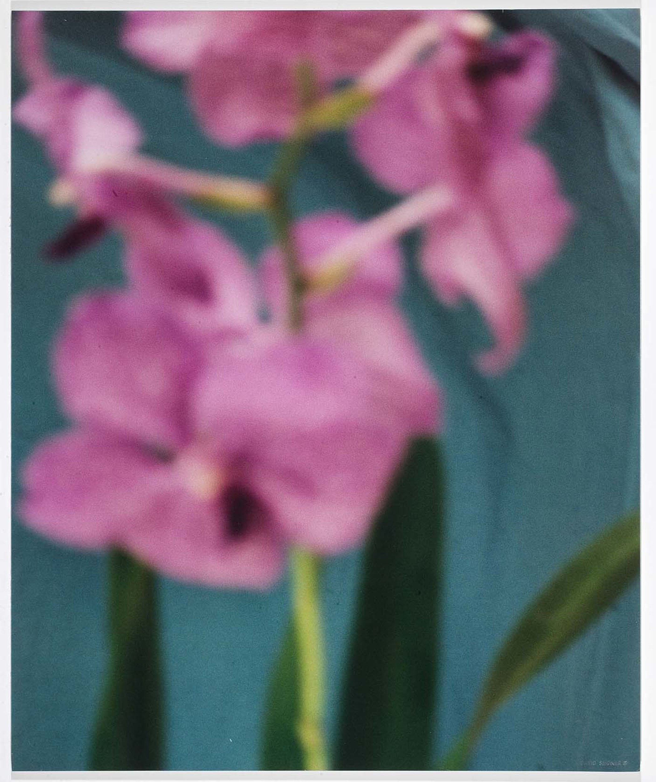 Pink Orchid | ICP