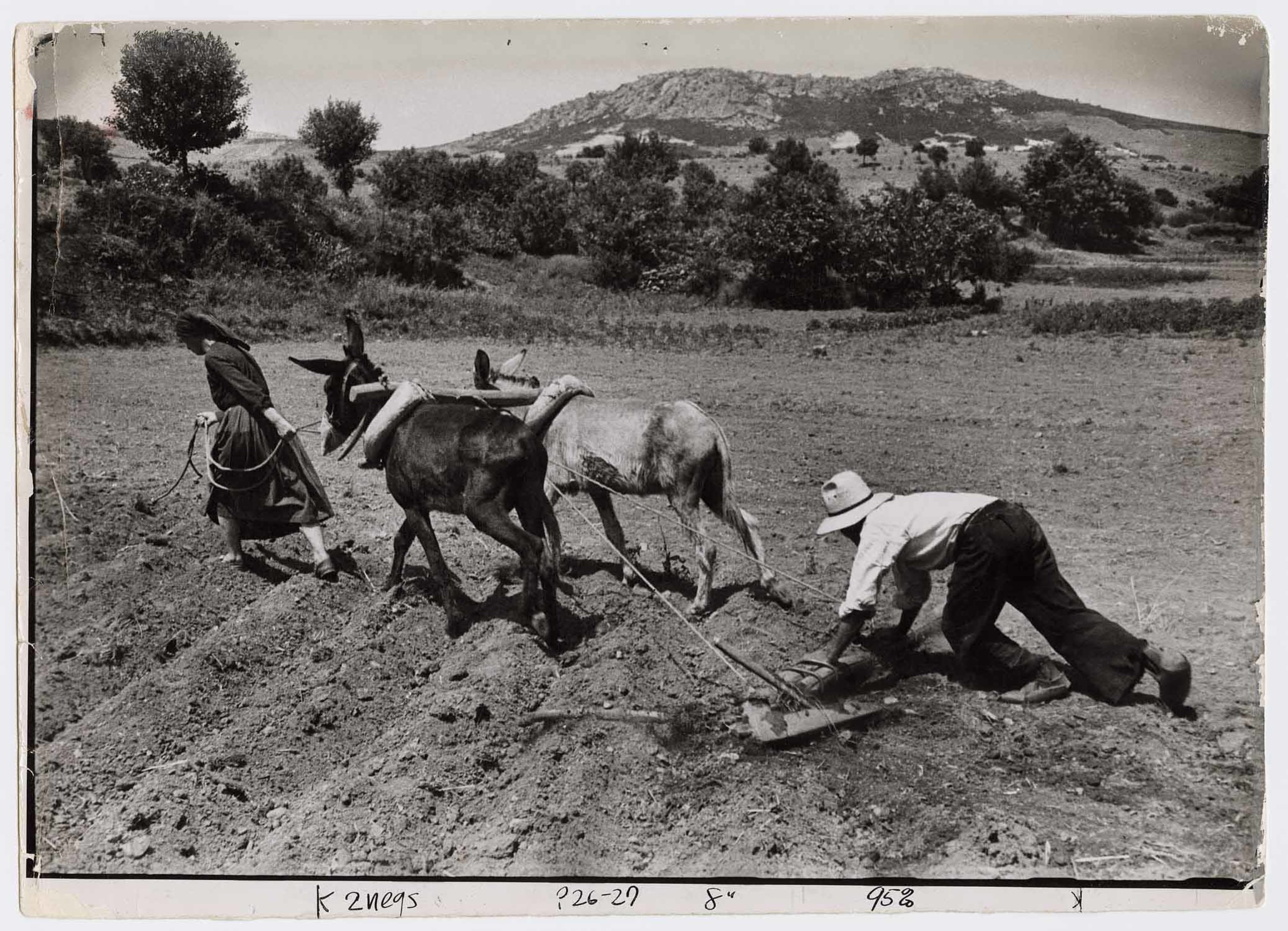 Seeding time [woman leading donkeys, man adjusting plow rope ...