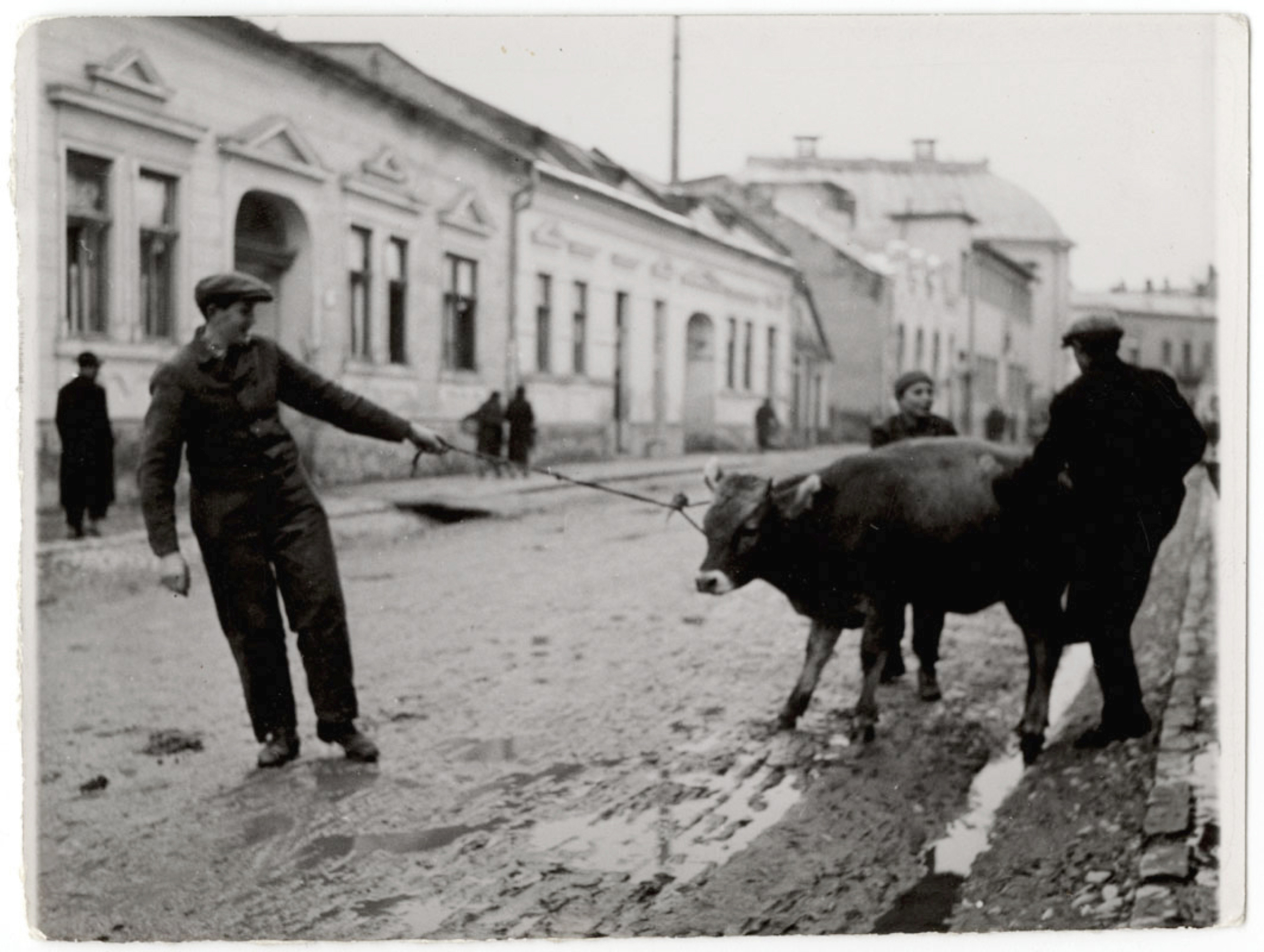 [Man pulling a cow down the street, Eastern Europe] | International ...