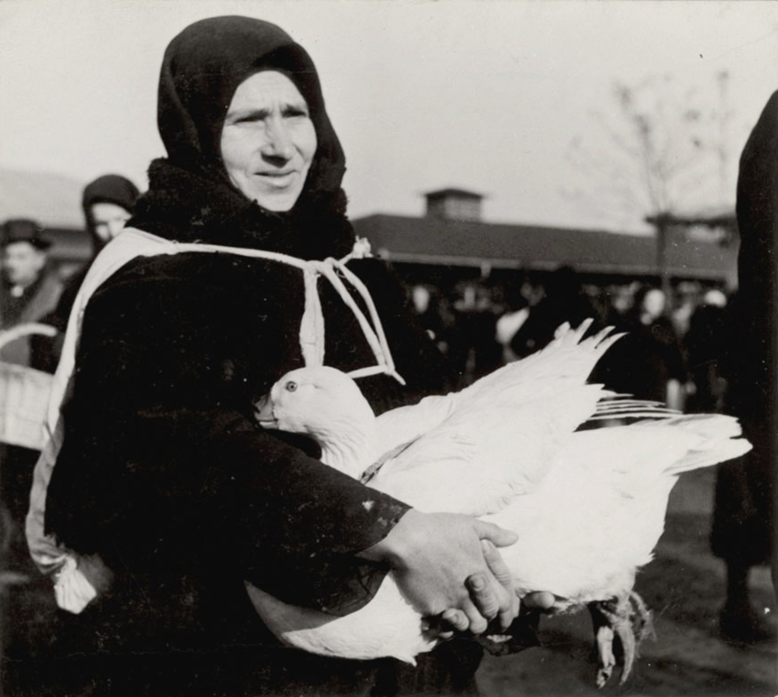 She would rather have it for her own family!, Uzhorod, Carpathian ...