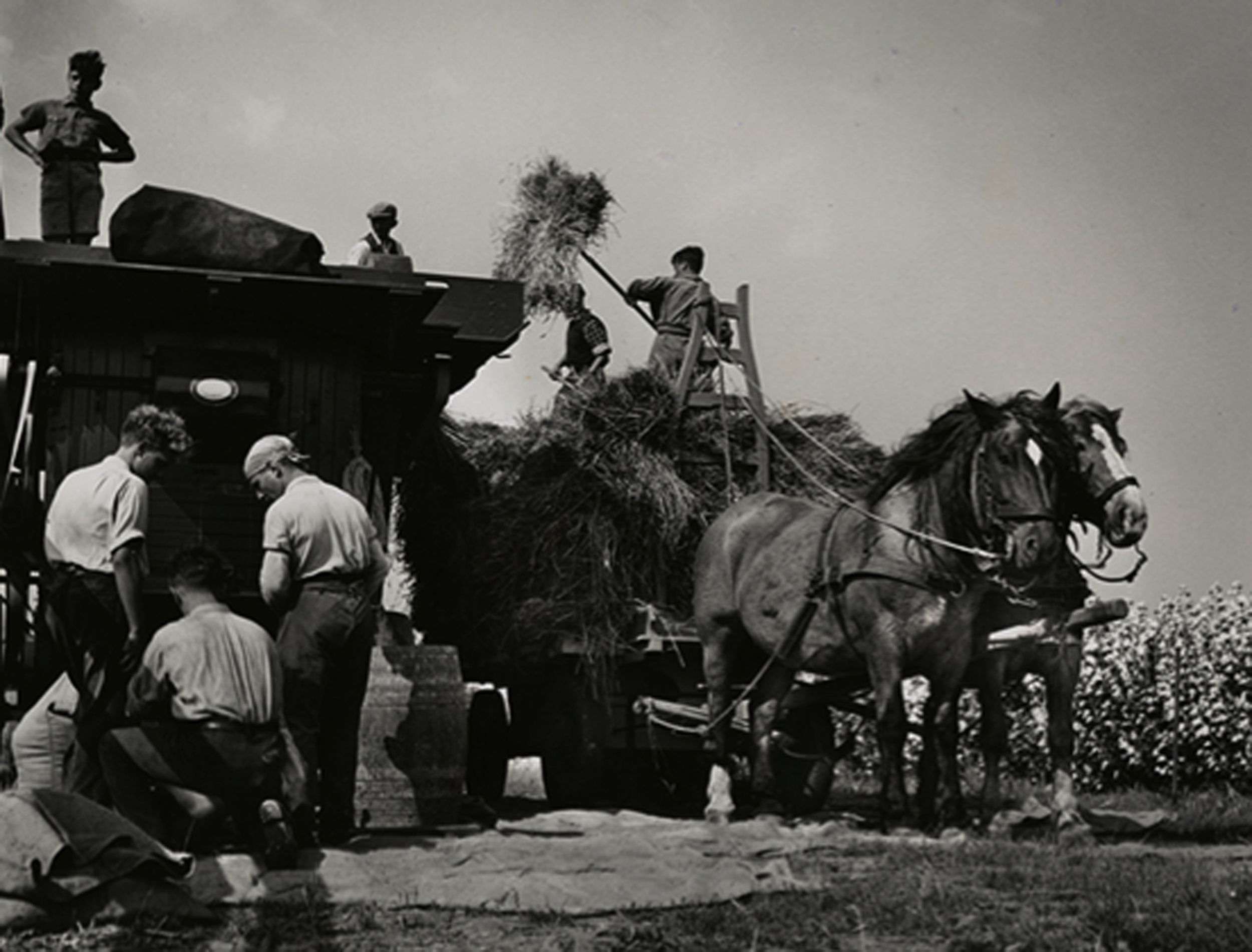 [Jewish youth transporting hay, Werkdorp Nieuwesluis, Wieringermeer ...