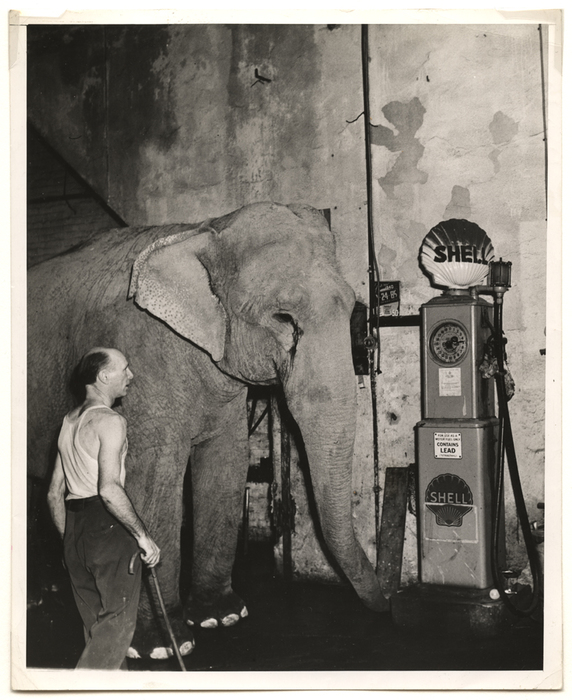 [Circus elephant] | 1International Center of Photography