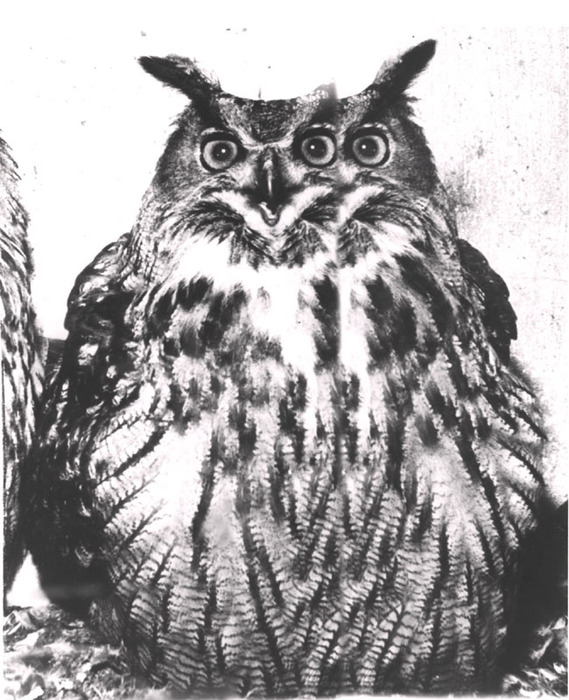 (Owl) | International Center of Photography