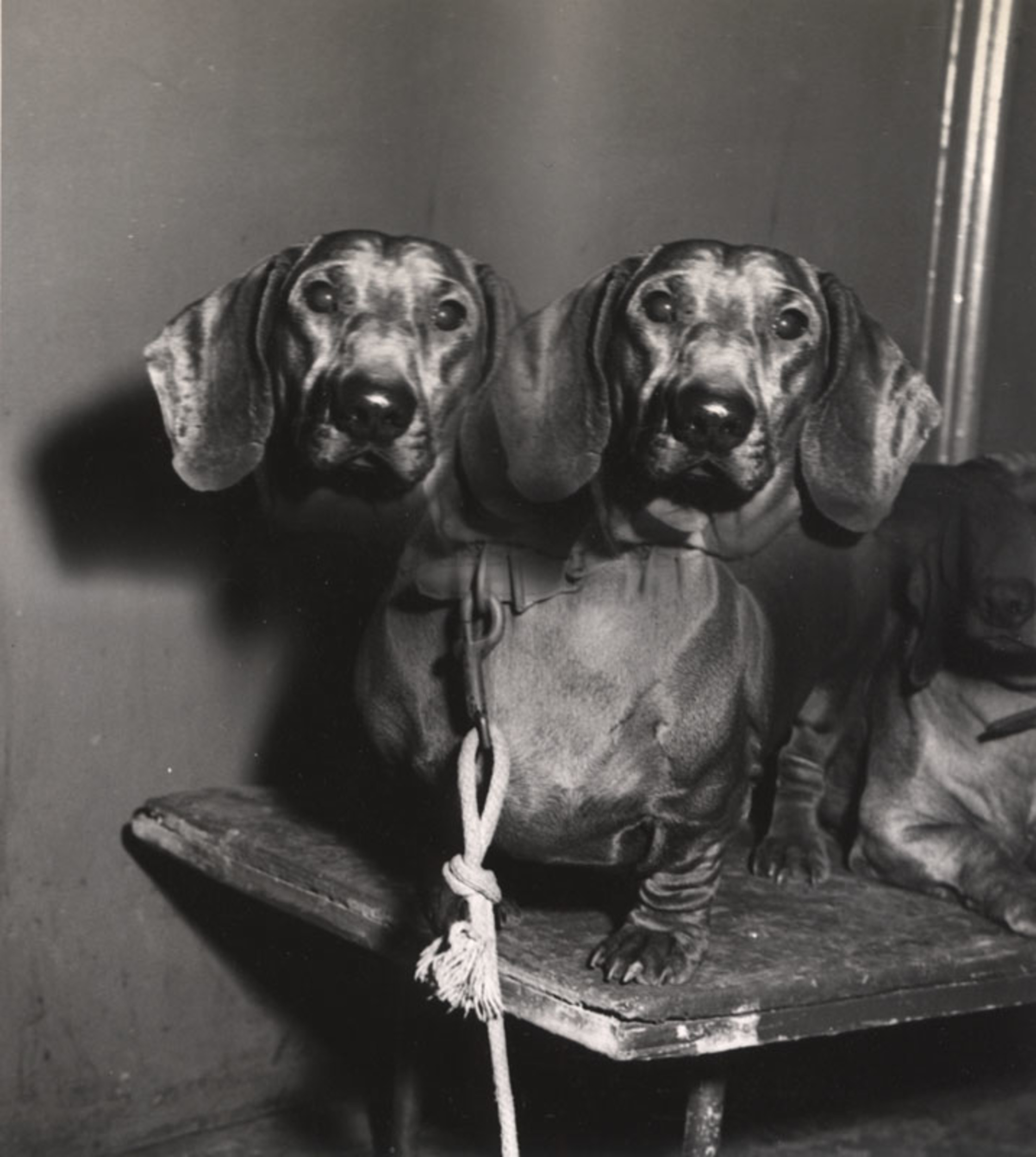 [Dog distortion] | International Center of Photography