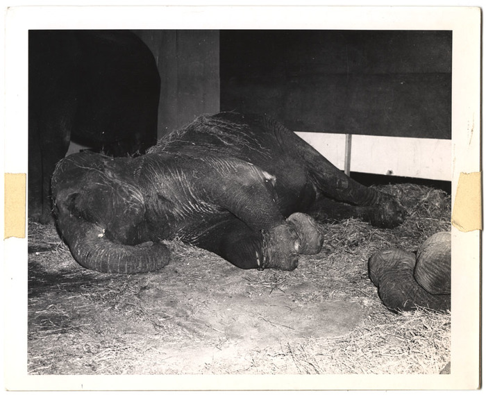 [Sleeping elephant] | International Center of Photography