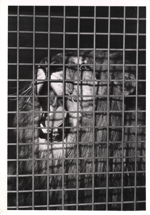 Lion in a cage | International Center of Photography