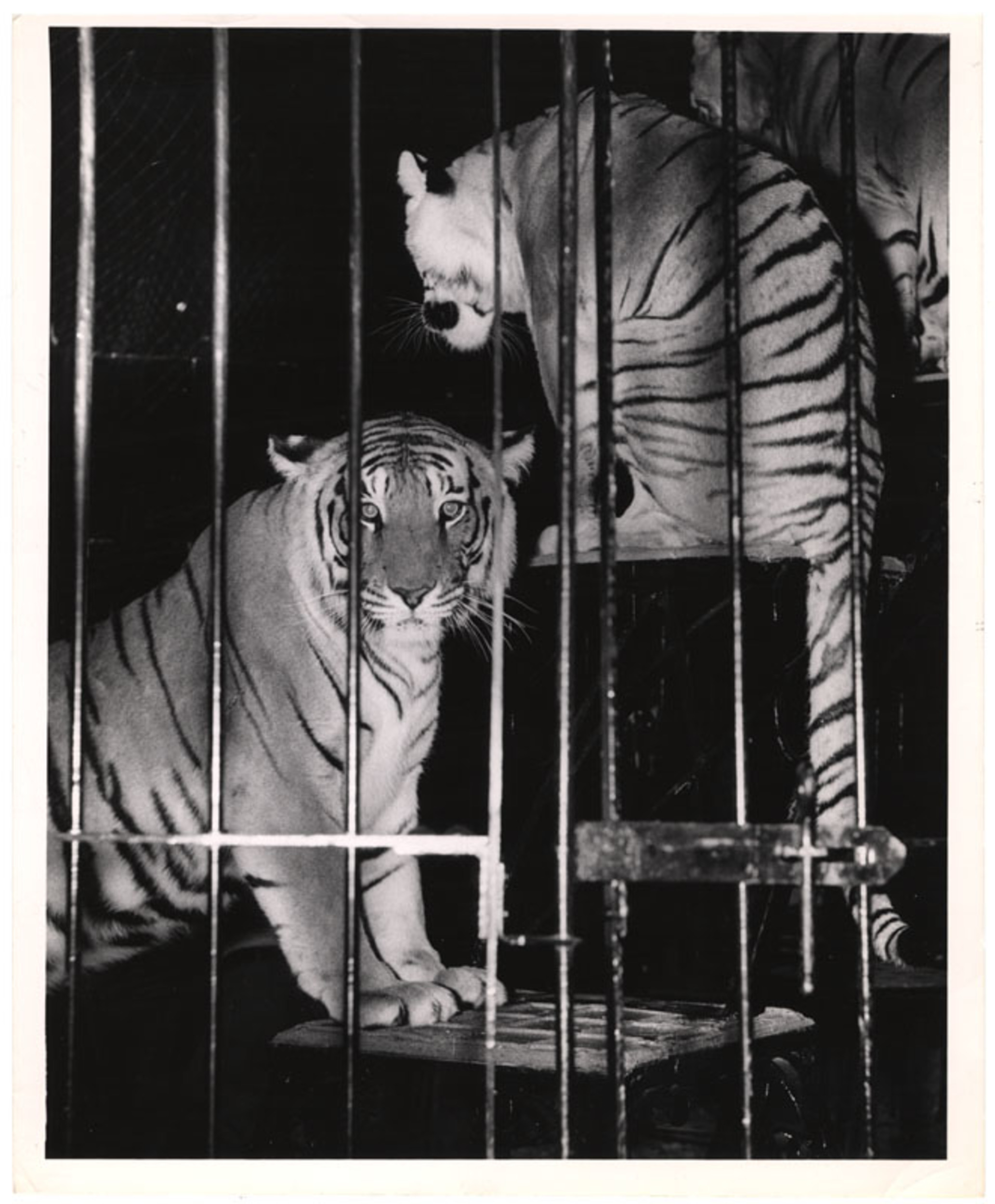Circus tigers | International Center of Photography