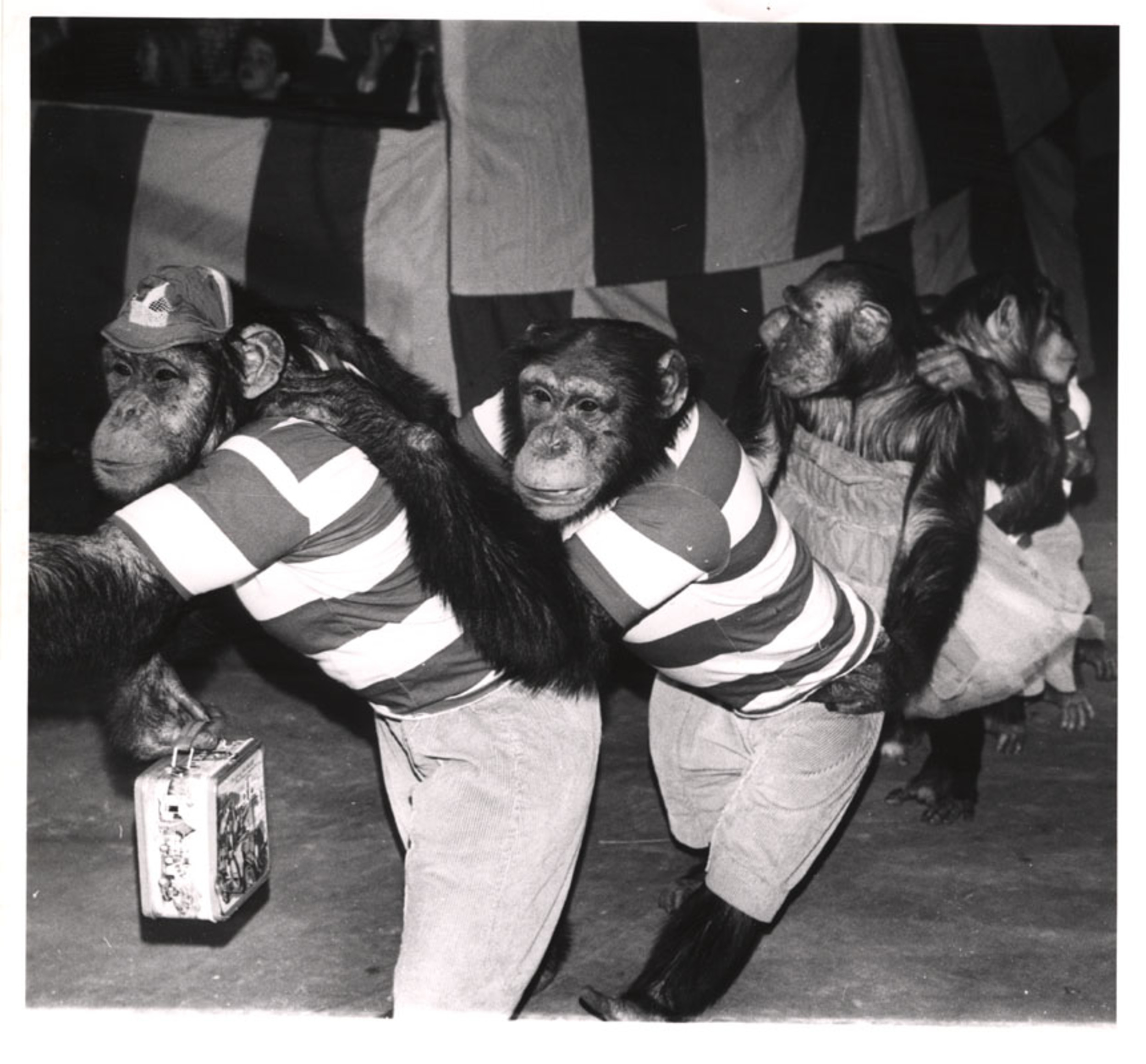 Circus chimpanzees performing | International Center of Photography
