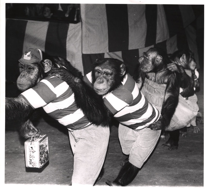 Circus chimpanzees performing | International Center of Photography