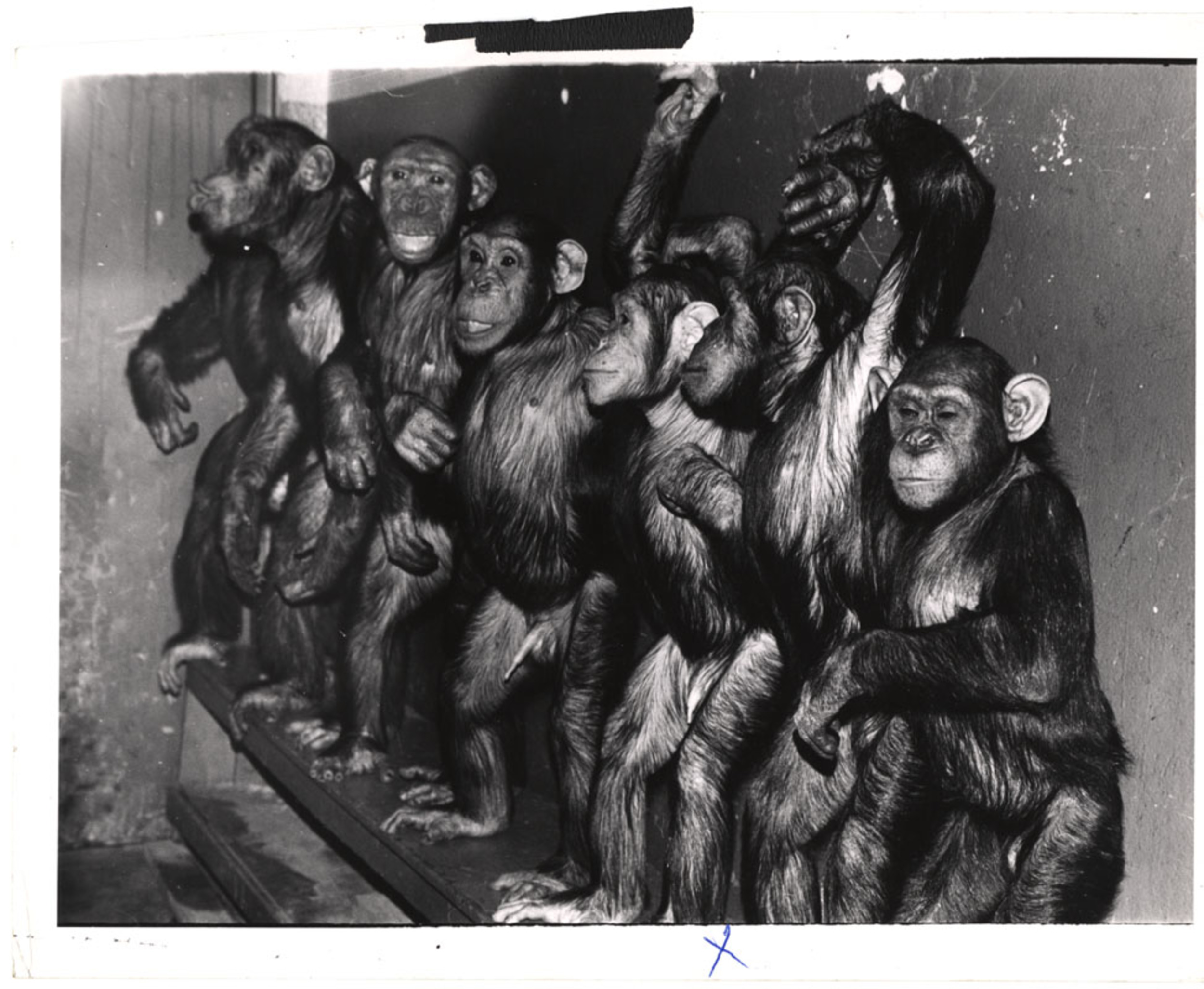 Circus chimpanzees standing backstage | International Center of Photography