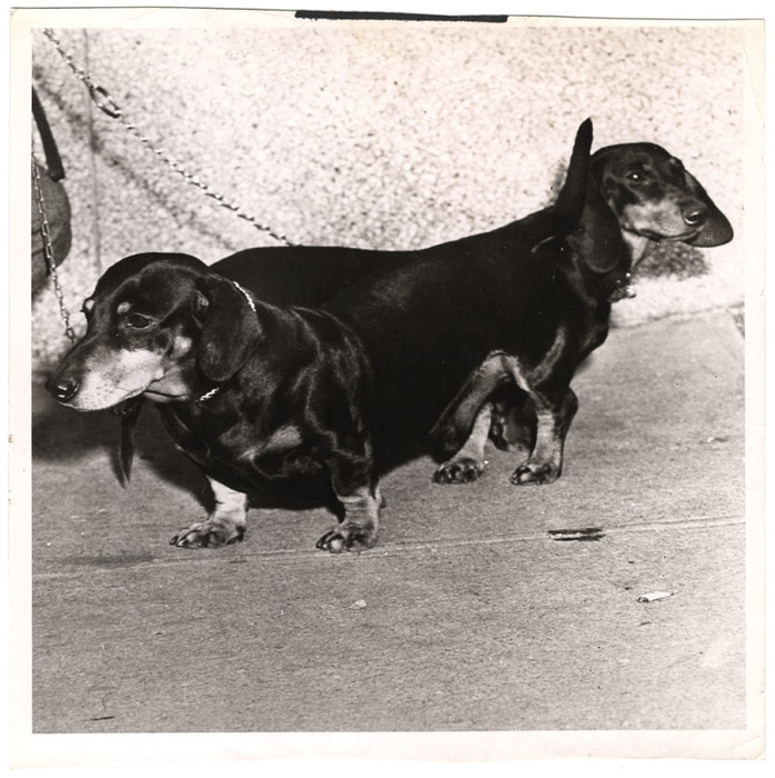 [Two dachshunds] | International Center of Photography