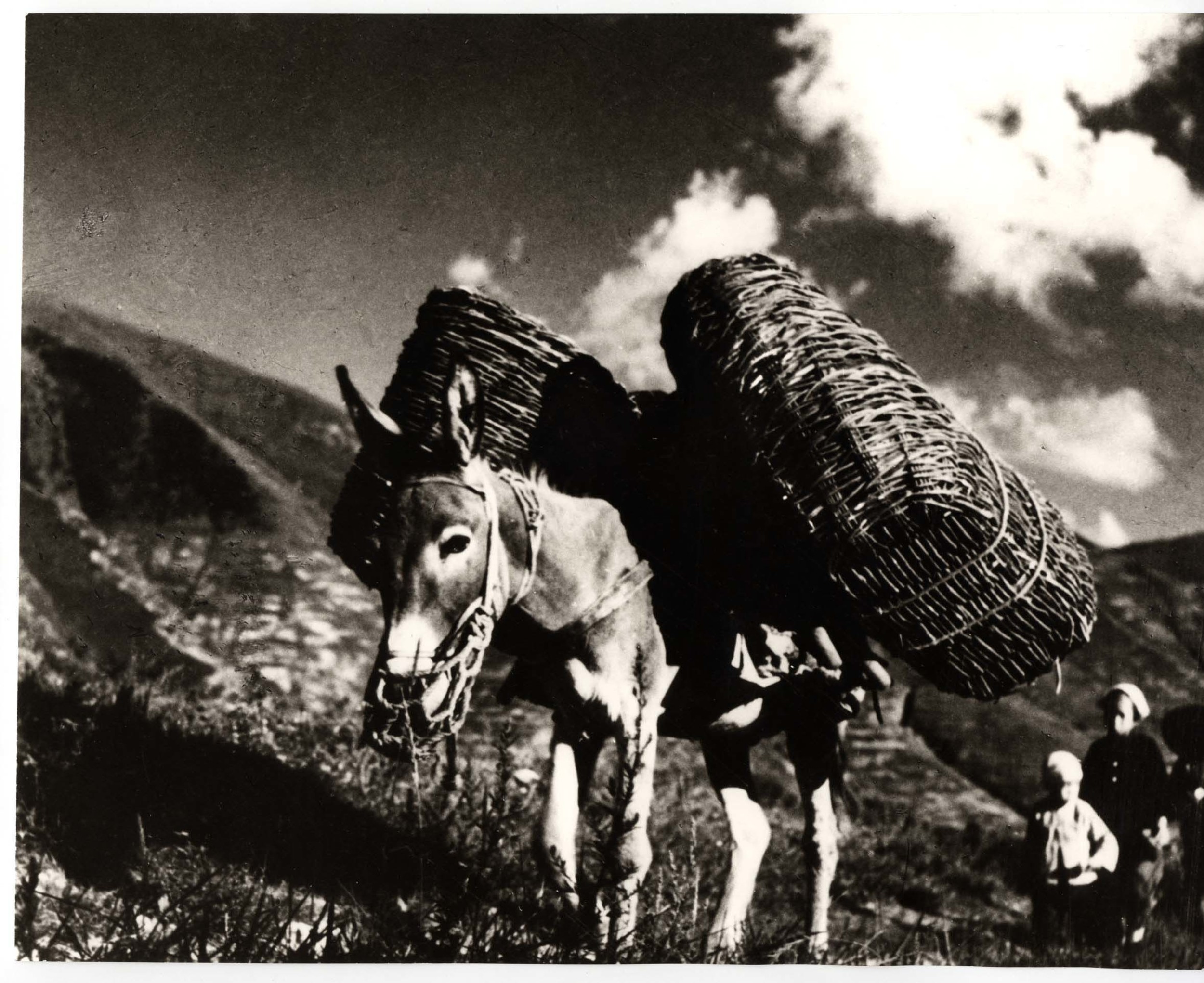 Donkey carrying cargo | International Center of Photography