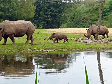 Top 10 Safari Vacations in Europe