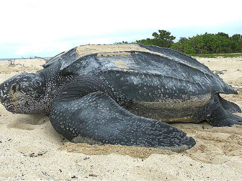 Ecotourism