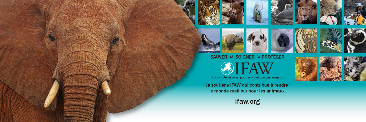 Faites découvrir IFAW à votre entourage ! | IFAW - International Fund ...