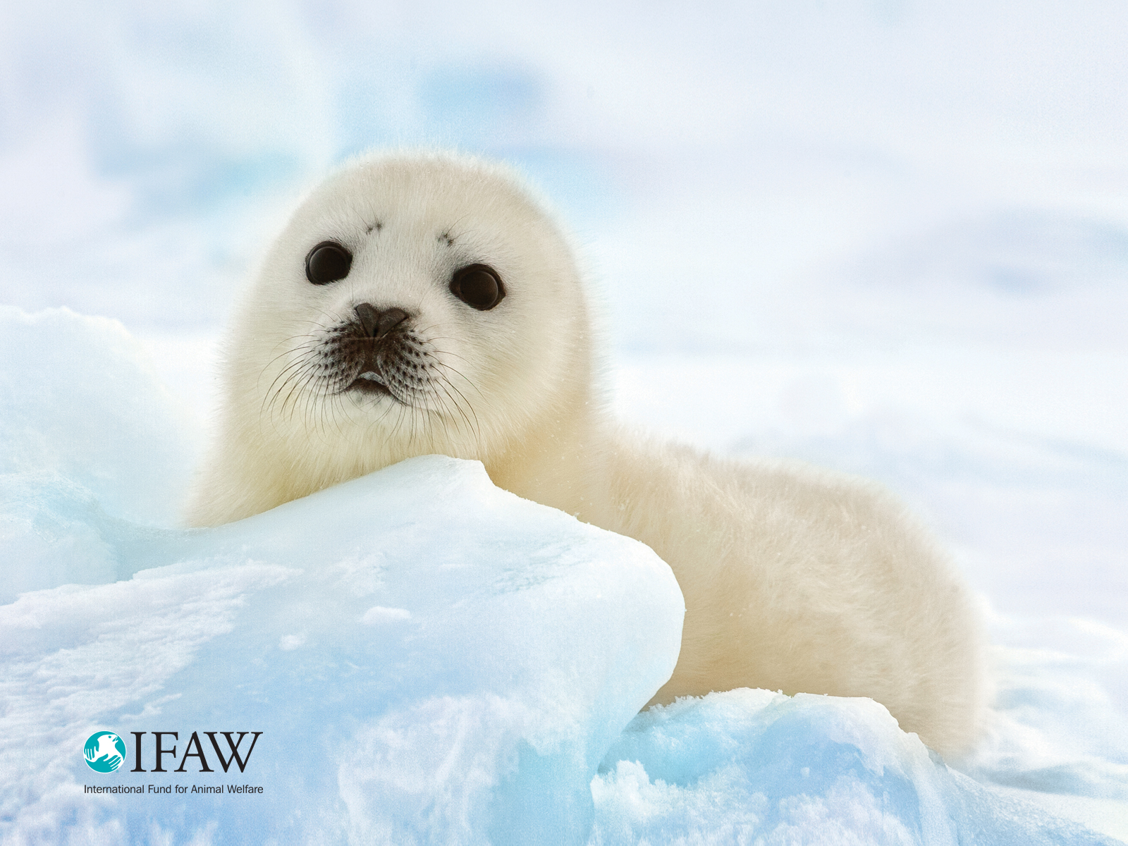 Hintergrundbild Robbe: | IFAW - International Fund for Animal Welfare