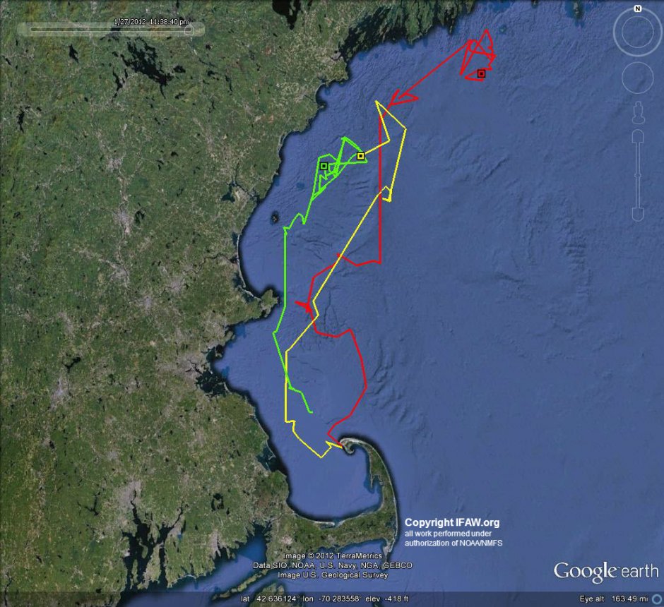 Satellites show rescued dolphins swimming off coast of Maine | IFAW ...