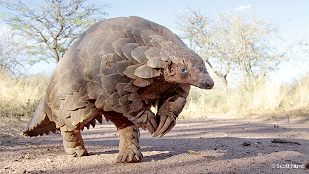 Celebrate World Pangolin Day | IFAW - International Fund for Animal Welfare