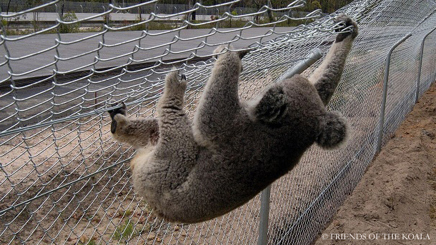 Ballina’s koalas need help, not a highway | IFAW - International Fund ...