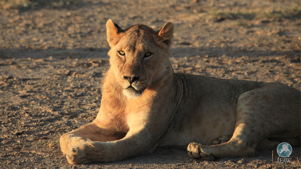 Individual animals are key to mitigating sixth extinction | IFAW ...