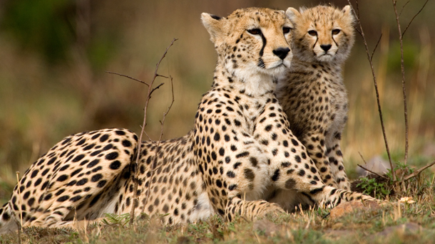 Cheetahs as pets: Workshop addresses attitudes, demand, enforcement ...
