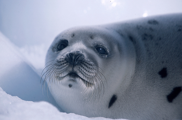 VICTORY! European Parliament votes in WTO-compliant seal product trade ...