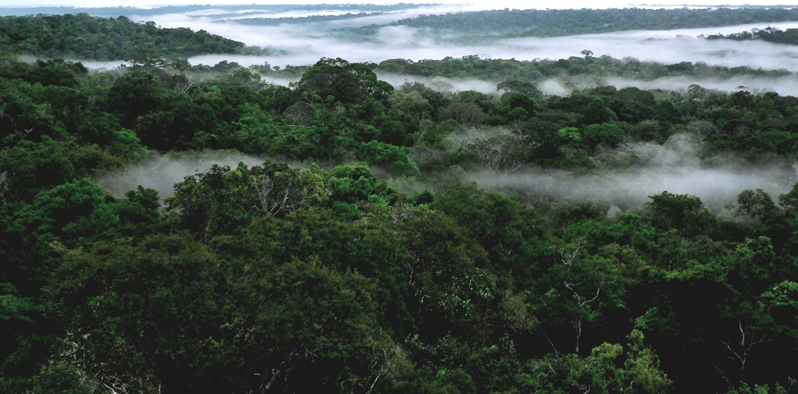 Rios voadores da Amazônia - iGUi Ecologia