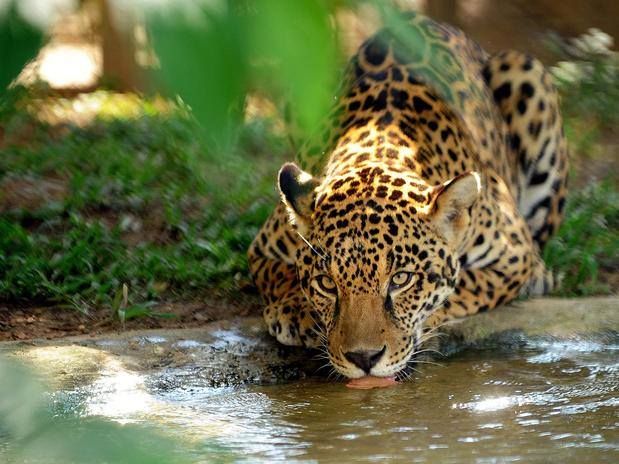 Onça-pintada - iGUi Ecologia
