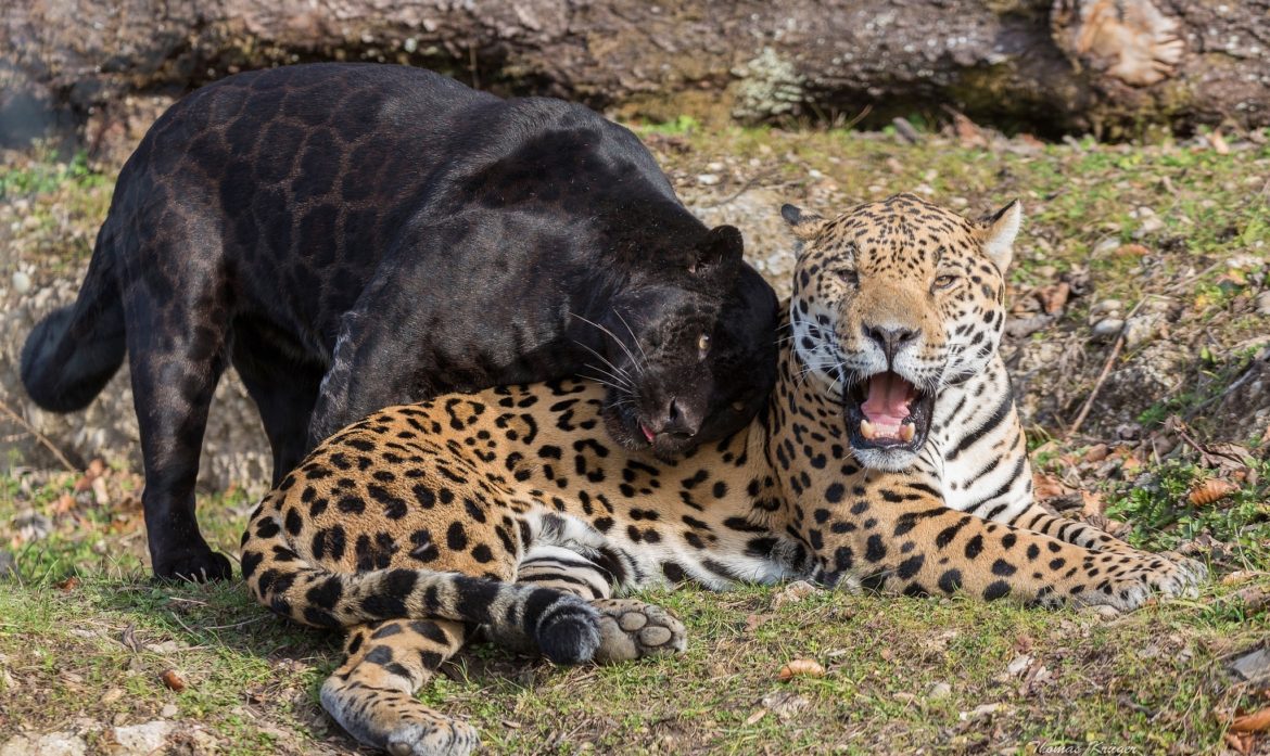 Onça-pintada - iGUi Ecologia