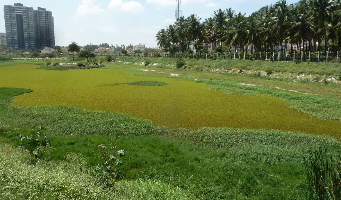 eutrófico - iGUi Ecologia