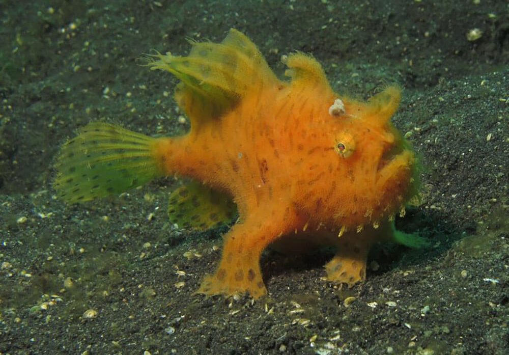 Peixe Sapo: adaptações especiais - iGUi Ecologia