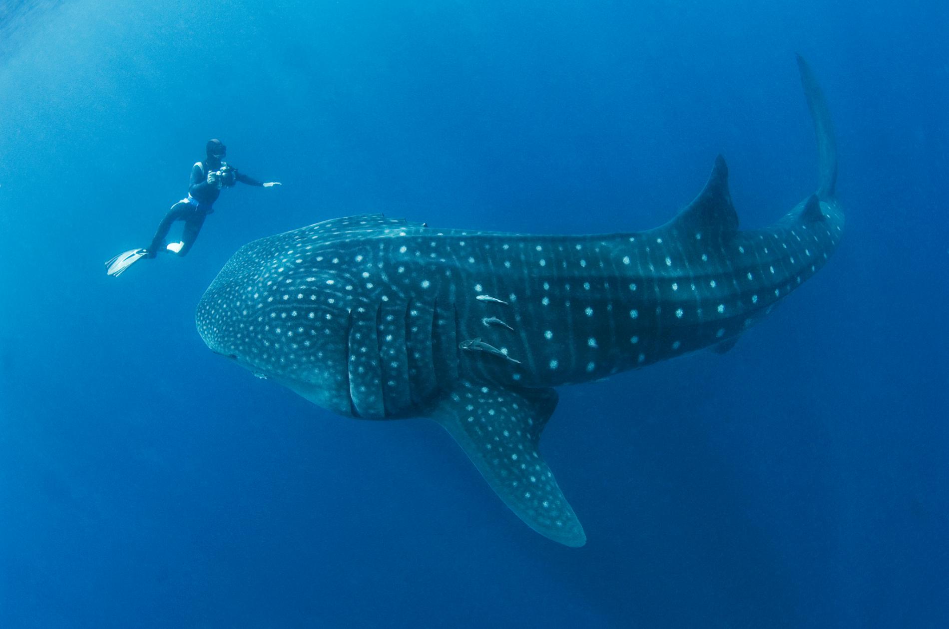 Tubarão Baleia - iGUi Ecologia