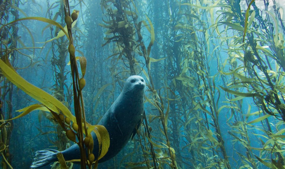 Algas um show de diversidade! - iGUi Ecologia