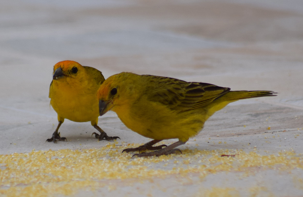 Canário-da-terra-verdadeiro (Sicalis flaveola brasiliensis) - iGUi Ecologia