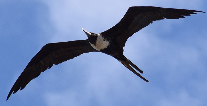 Fragata magnífica! - iGUi Ecologia