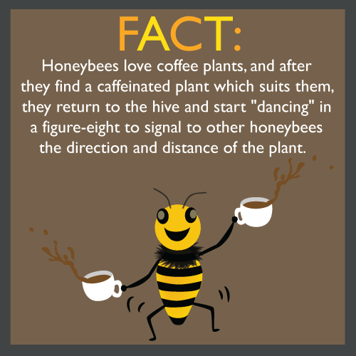 Honey bees are nature's coffee addicts - I Love Coffee
