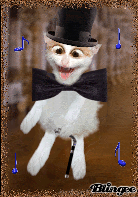 Funny Dancing Cat Gifs