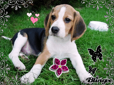 mi perrito Picture #124059180 | Blingee.com