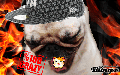 crazy pug Picture #131673716 | Blingee.com