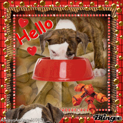 Red- Hello Pitbull Dog ((alwaysanangel69))©® Picture #132127265 ...